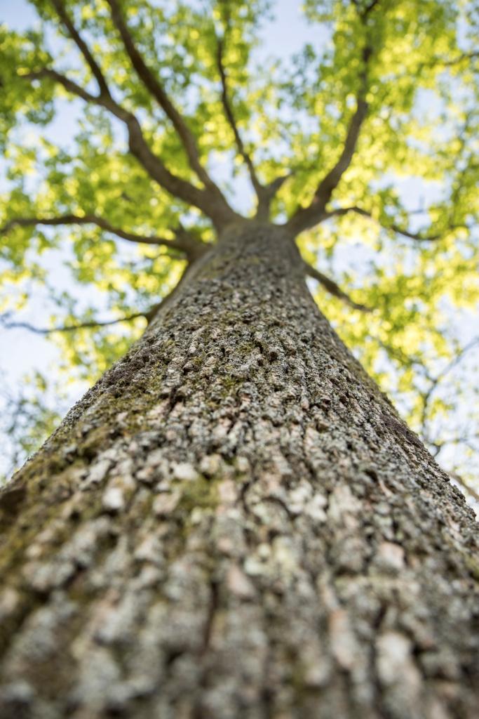 LE CHÊNE - Tonnellerie Millet
